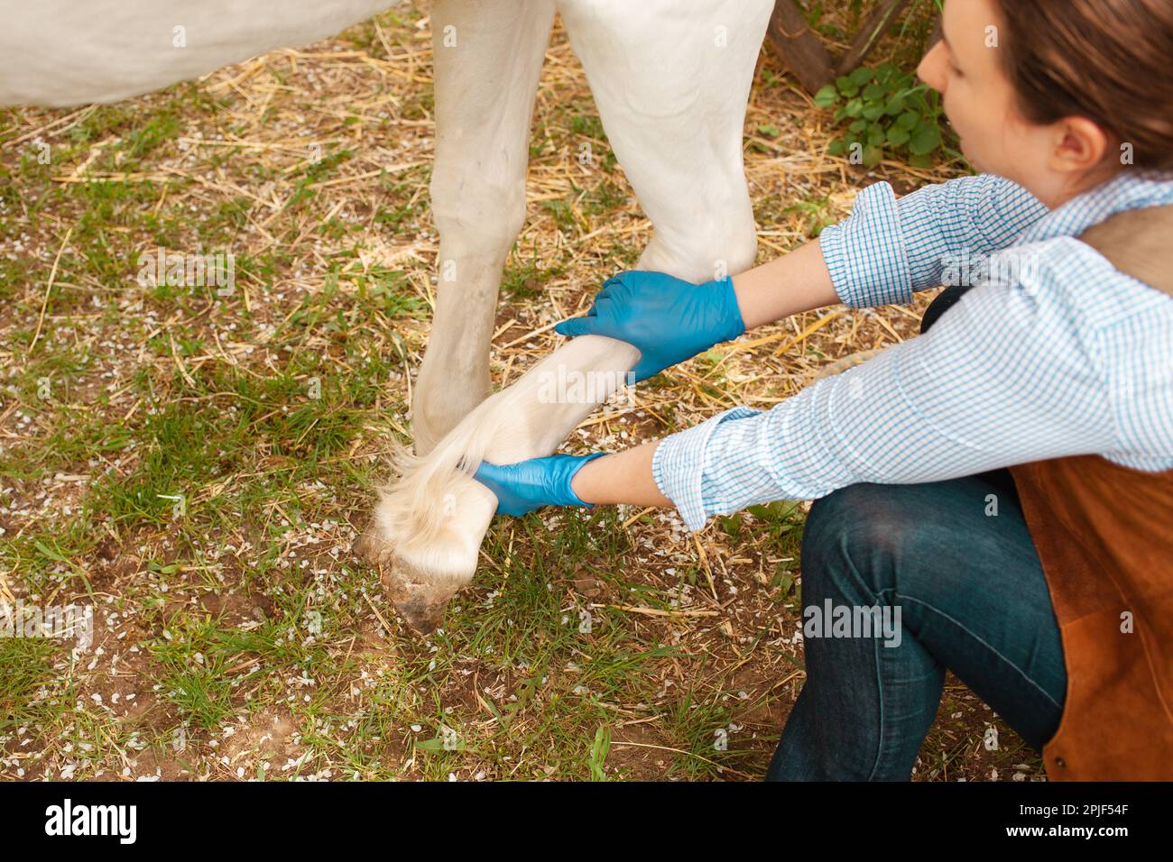 A young beautiful female vet inspects a white horse. Love, medicine ...