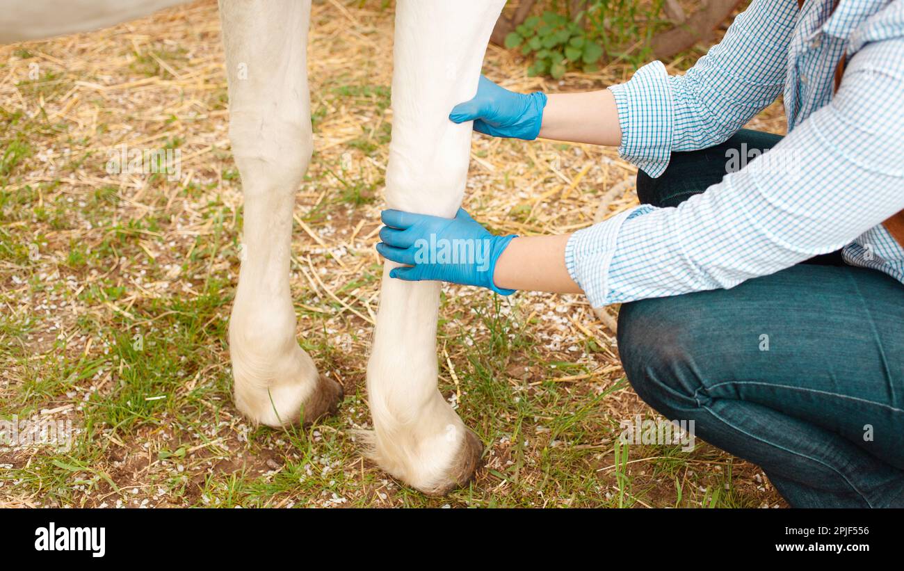A young beautiful female vet inspects a white horse. Love, medicine ...