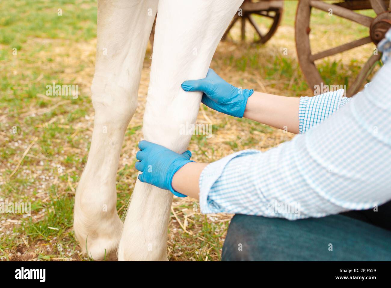 A young beautiful female vet inspects a white horse. Love, medicine ...