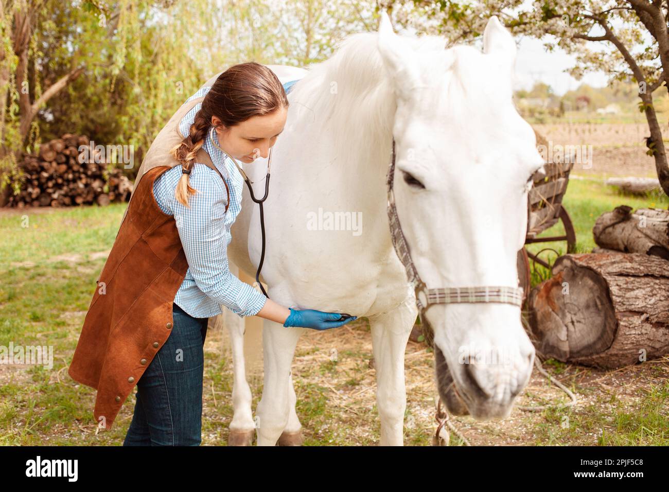 A young beautiful female vet inspects a white horse. Love, medicine ...