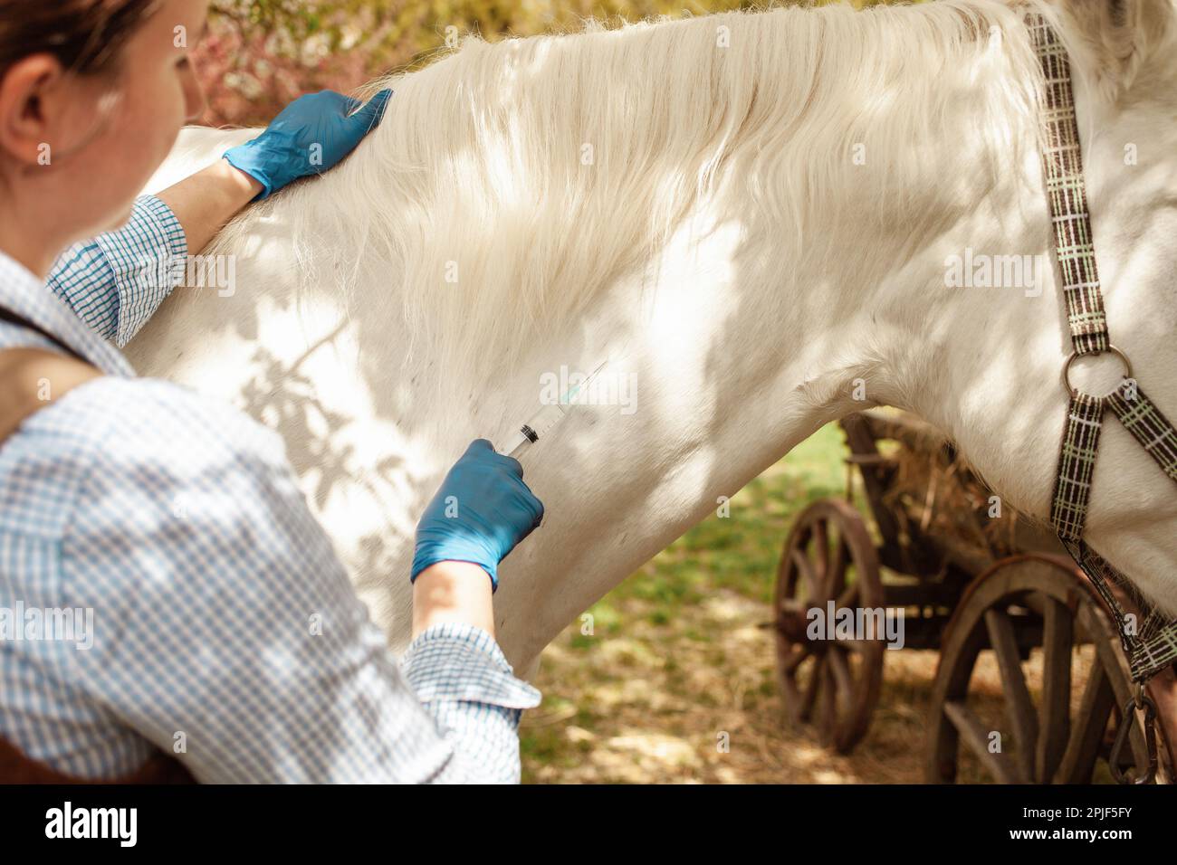A young beautiful female vet inspects a white horse. Love, medicine ...