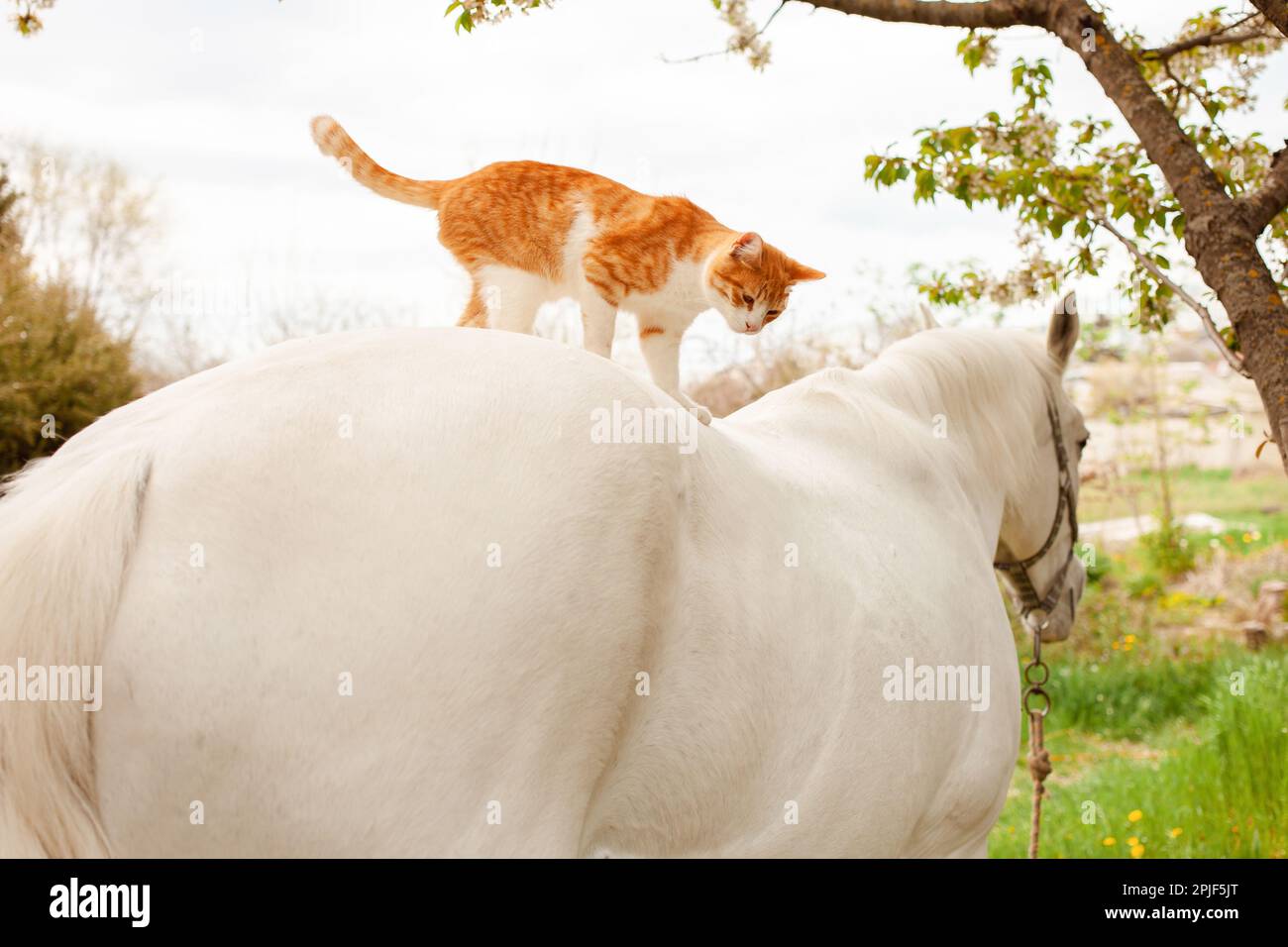 Lovely family looking horses hi-res stock photography and images - Alamy