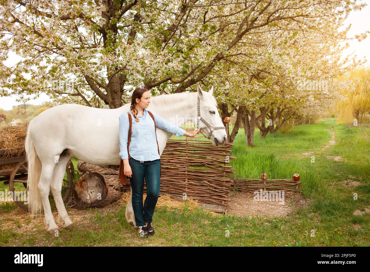 A beautiful young woman poses next to a white horse. Cowboy, ranch ...