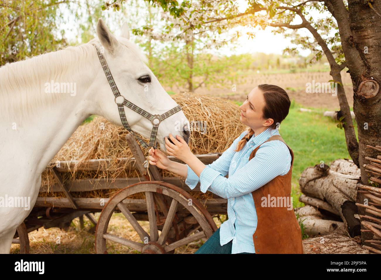 A beautiful young woman poses next to a white horse. Cowboy, ranch ...
