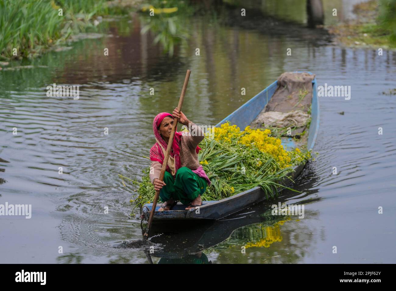 A Kashmiri woman rows her boat carrying local vegetables and grass at ...
