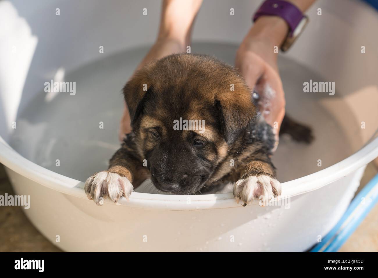 Hand of groomer bathing, shower, grooming with shampoo a cute brown ...