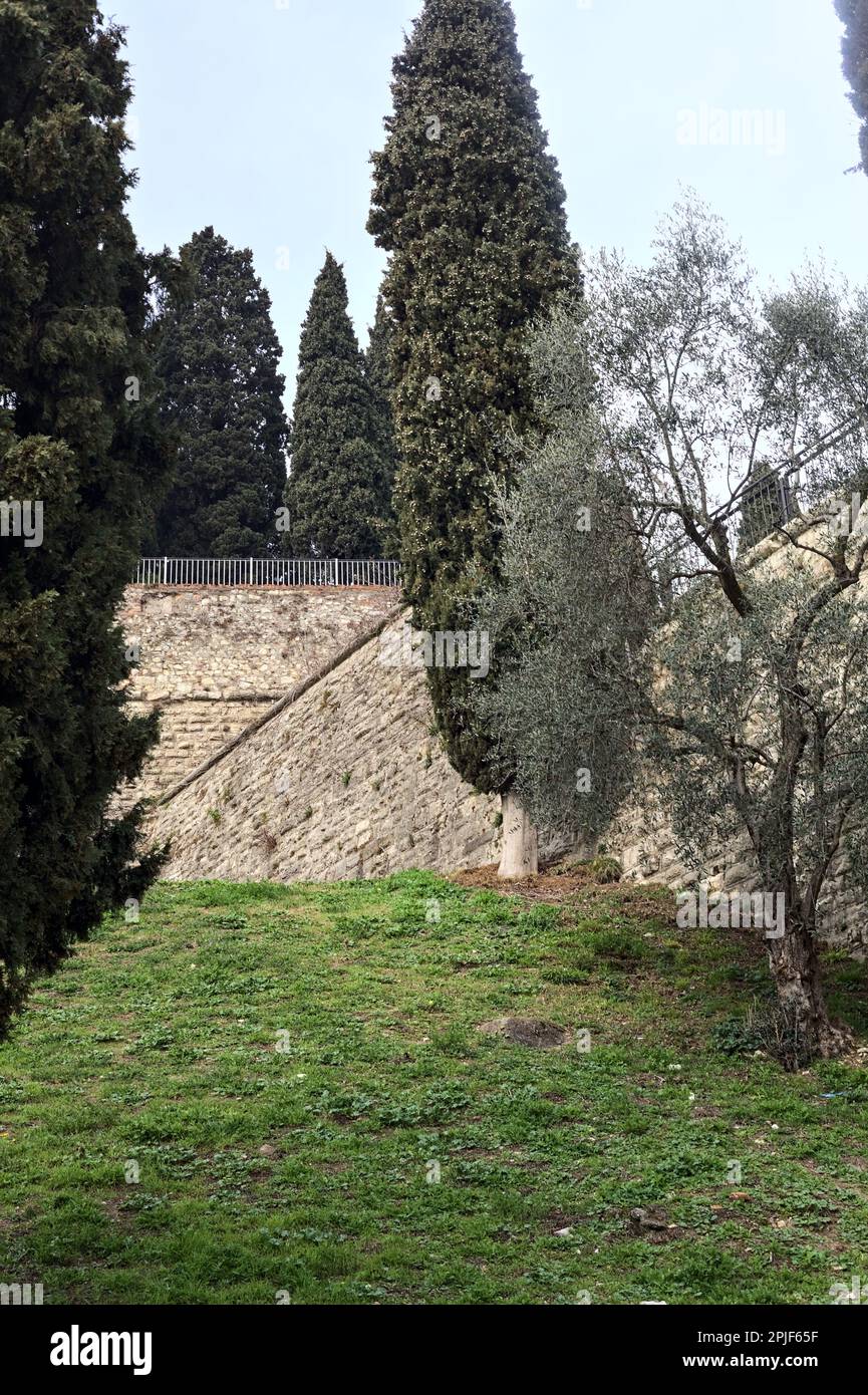Trees on a slope next to a boundary wall in a park on a cloudy day ...