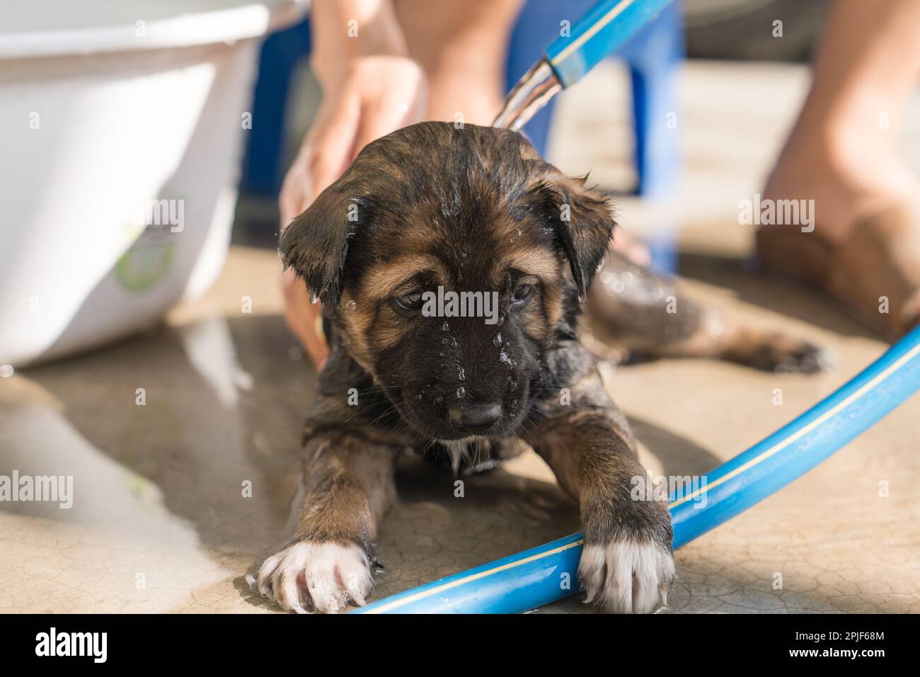 Hand of groomer bathing, shower, grooming with shampoo a cute brown ...