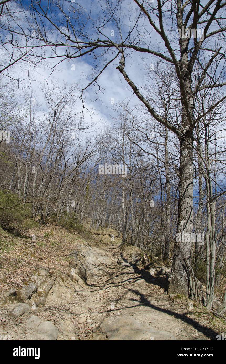 View of pathway in the high forest in the italian apennines Stock Photo ...