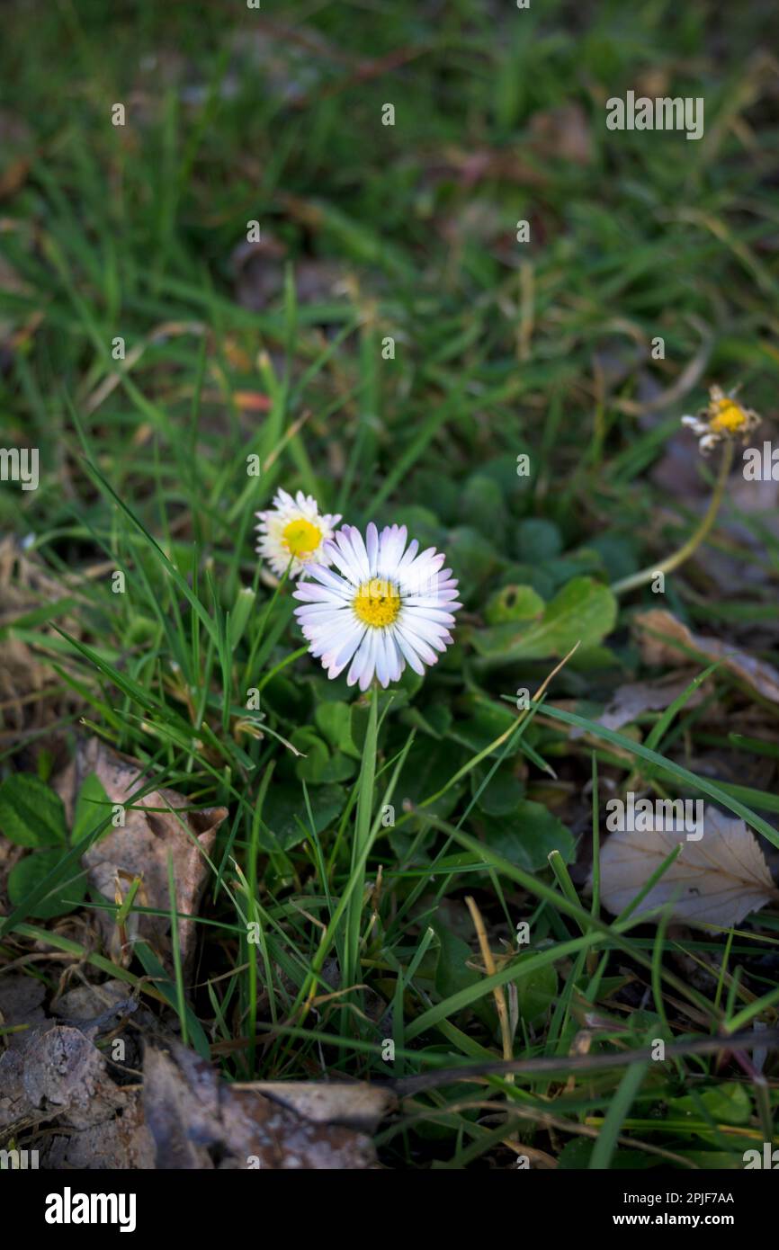 wild daisy with green grass background in spring in vertical Stock ...