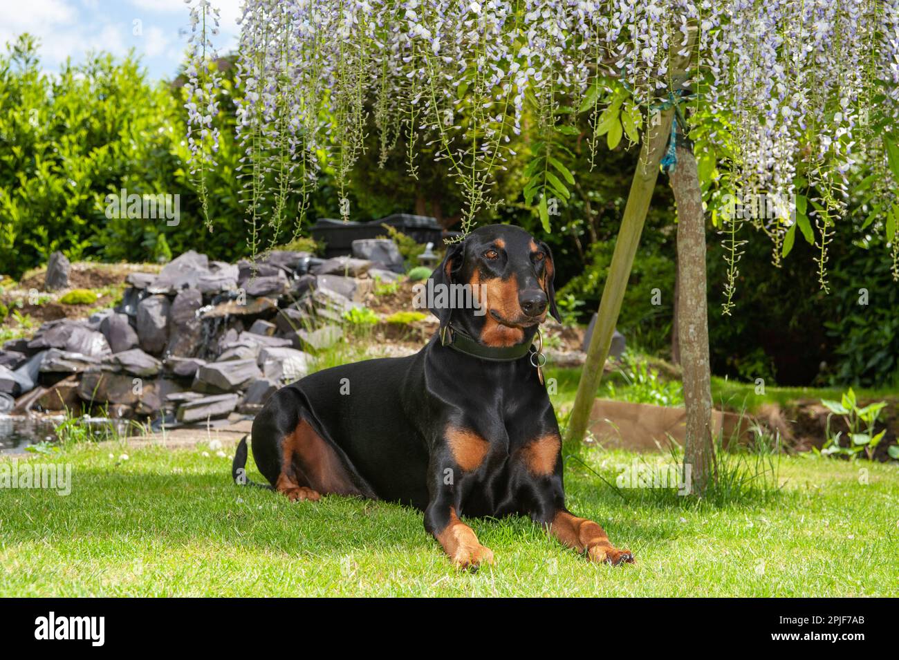 Dobermann dog breed in garden Stock Photo - Alamy