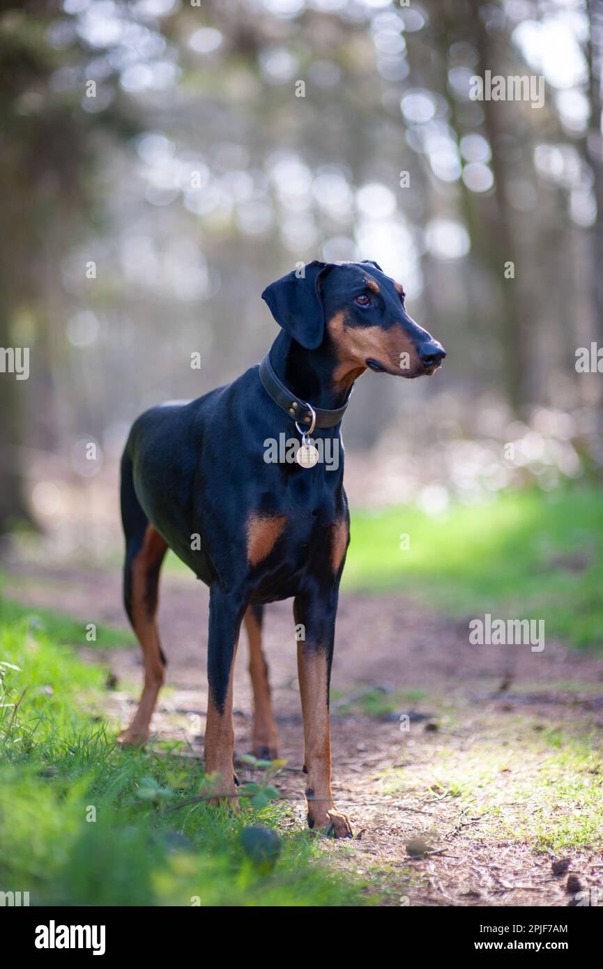 Dobermann dog breed portrait Stock Photo - Alamy