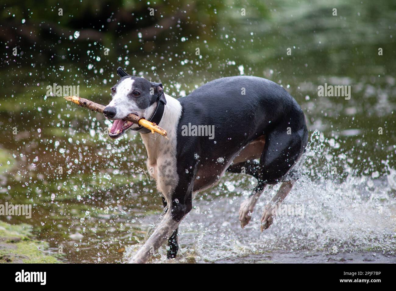 Whippet dog playing in water Stock Photo - Alamy