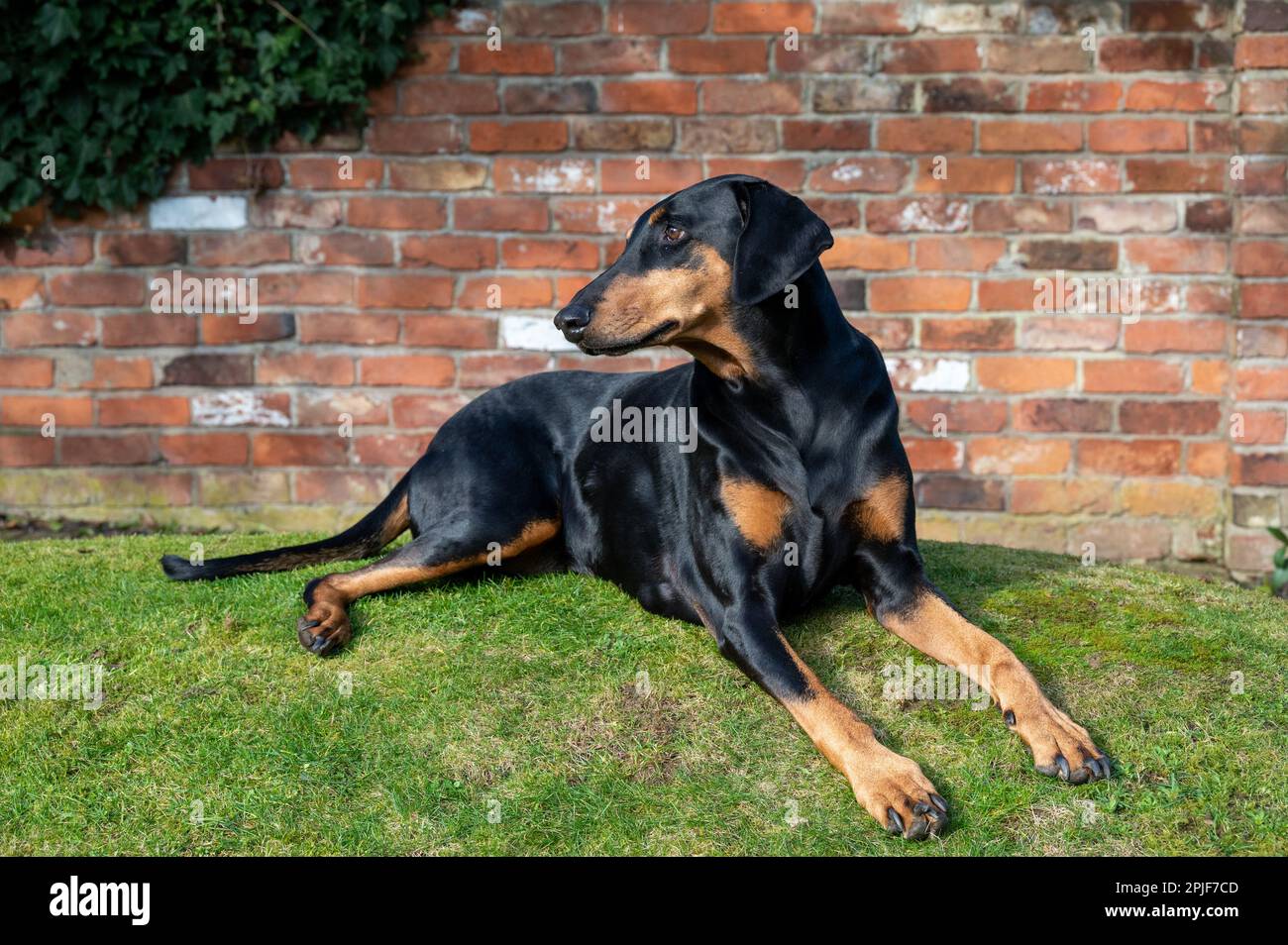 Dobermann dog portrait, UK Stock Photo - Alamy
