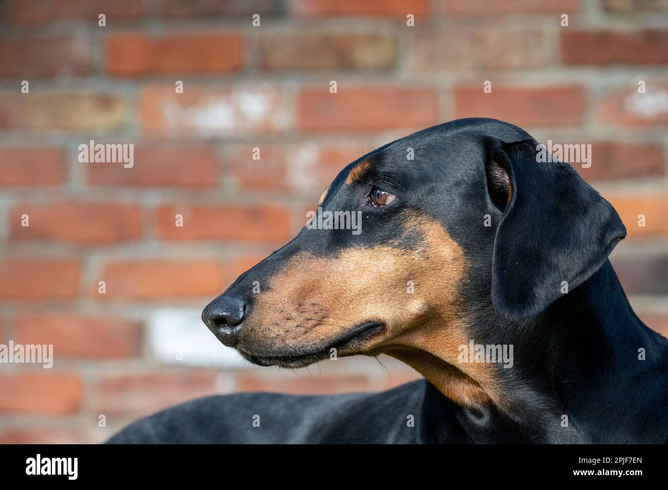 Dobermann dog portrait, UK Stock Photo - Alamy