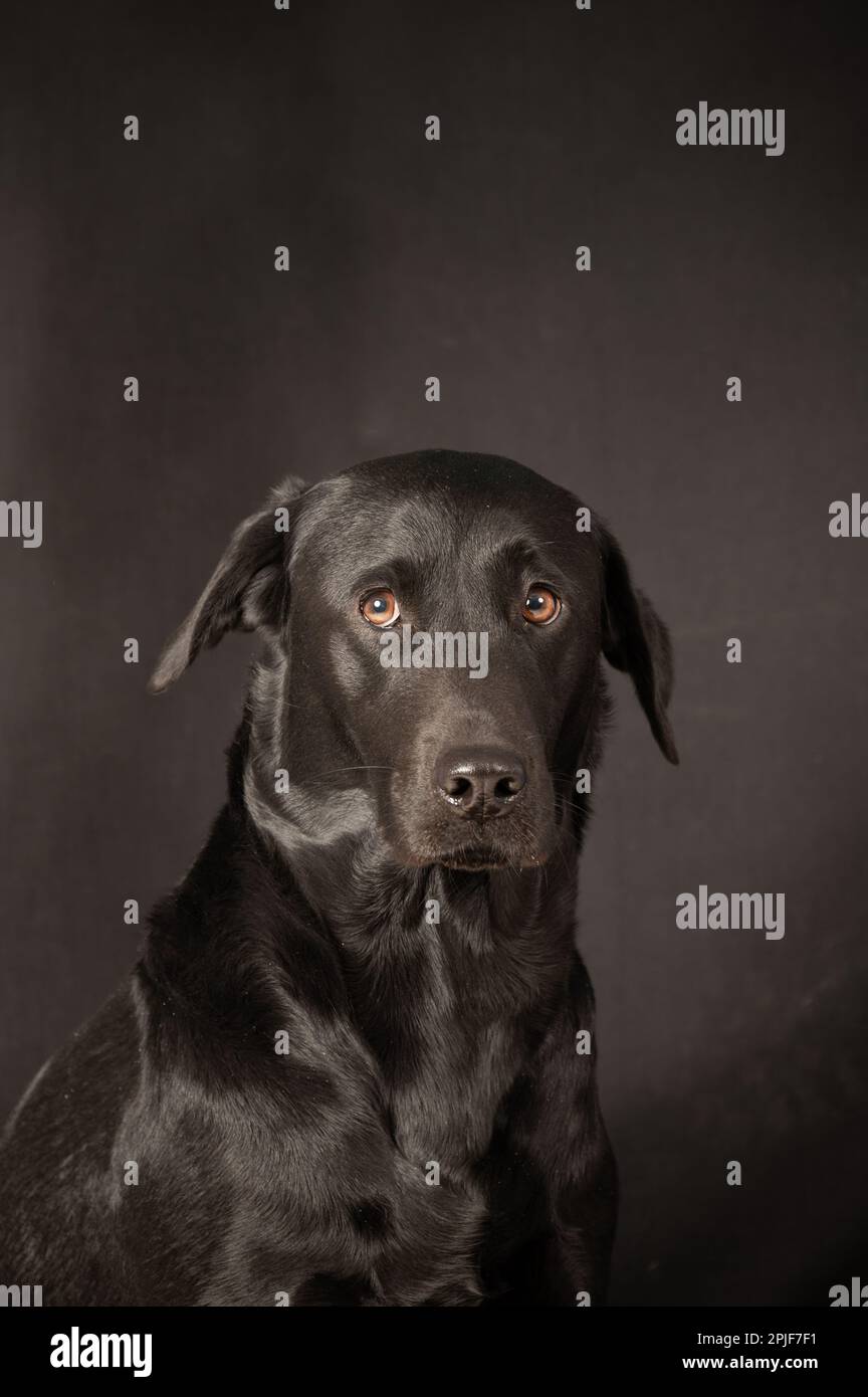 Labrador retriever portrait, Crufts winner Stock Photo - Alamy