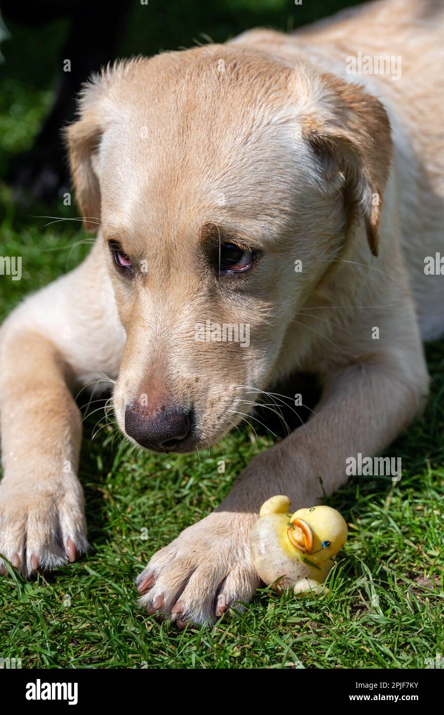 Labrador retriever puppy Stock Photo - Alamy