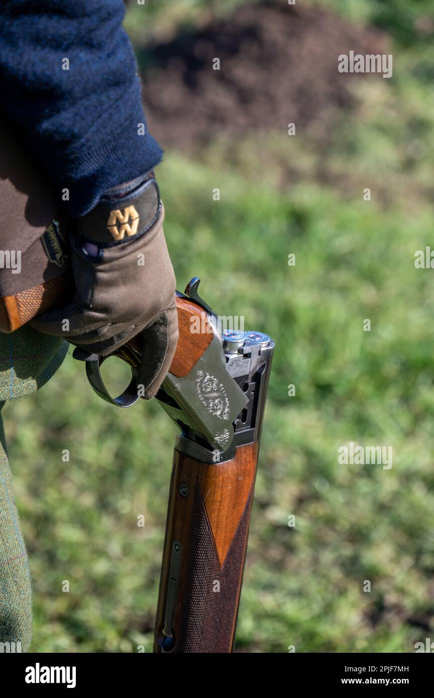 Game shooting with shotgun, UK Stock Photo - Alamy
