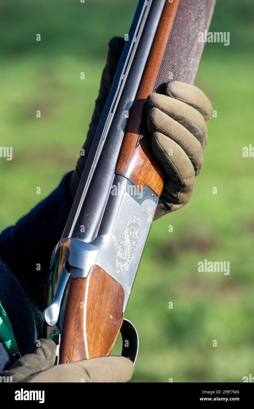 Game shooting with shotgun, UK Stock Photo - Alamy