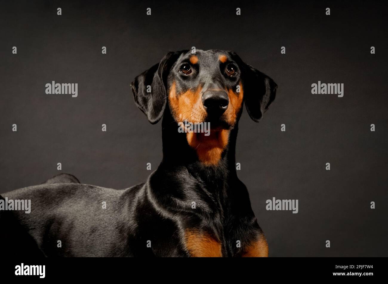 Dobermann dog breed, studio portrait Stock Photo - Alamy
