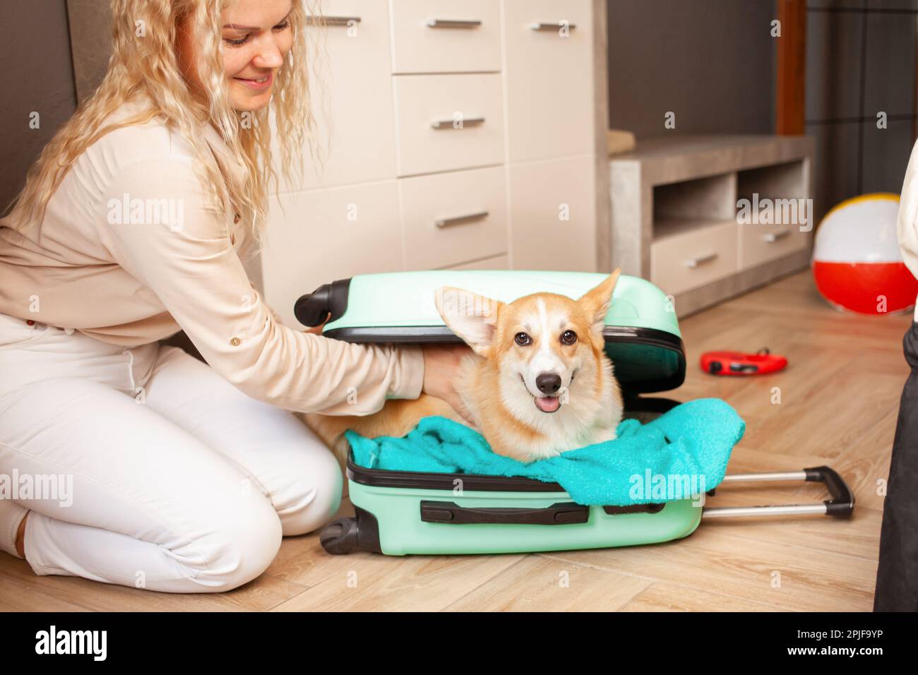 woman Puts corgi dog, puppy, into suitcase. Preparation for trip ...