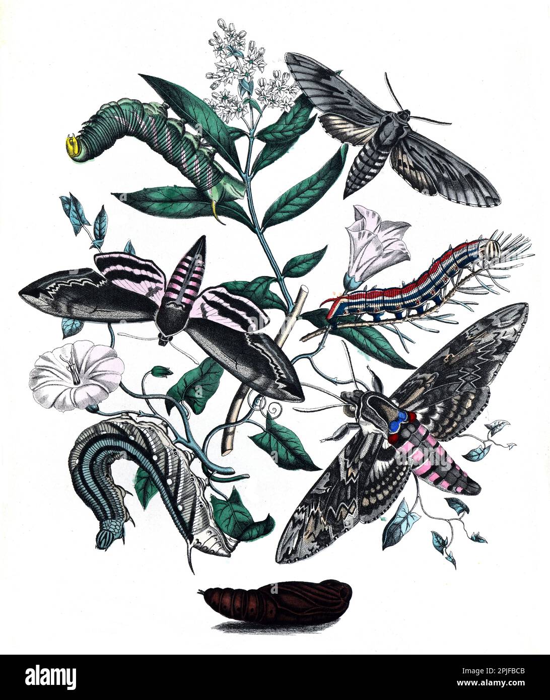 Lepidoptera Illustration. butterfly poster. vintage textile pattern ...