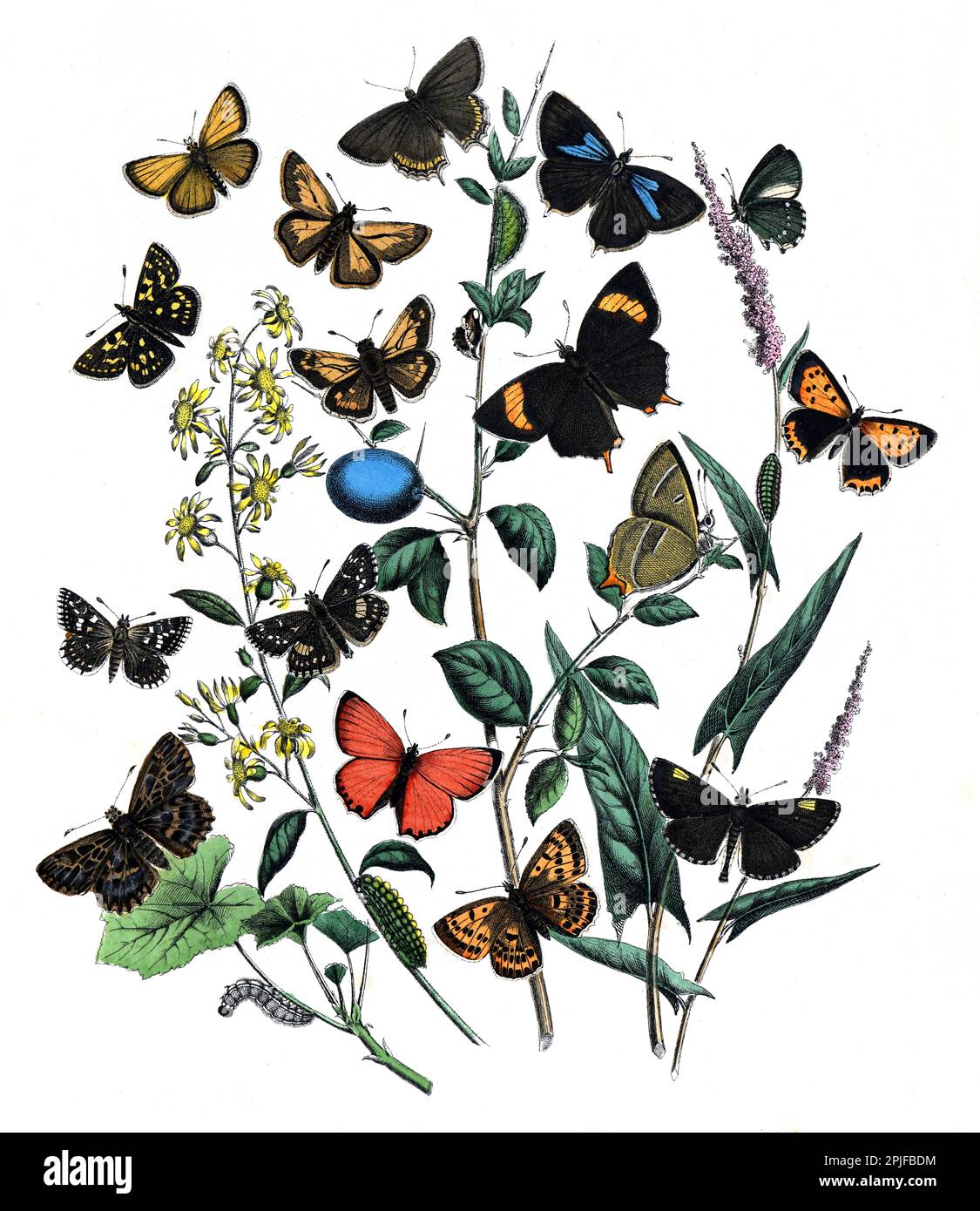 Lepidoptera Illustration. butterfly poster. vintage textile pattern ...