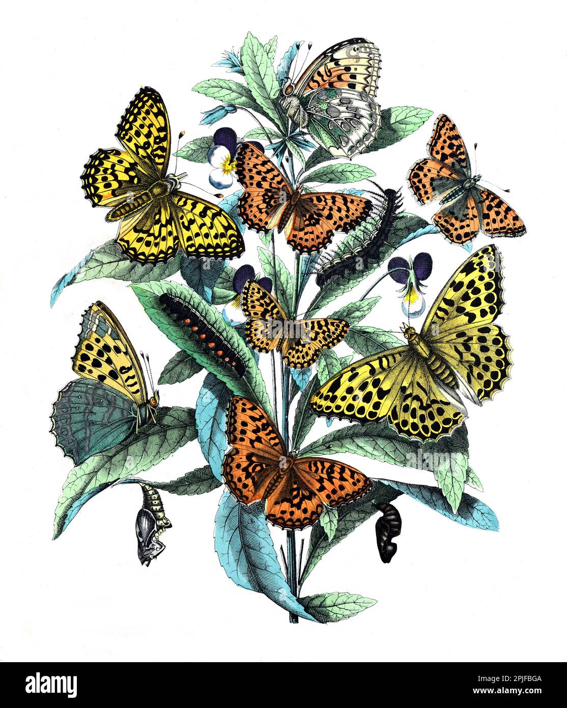 Lepidoptera Illustration. butterfly poster. vintage textile pattern ...