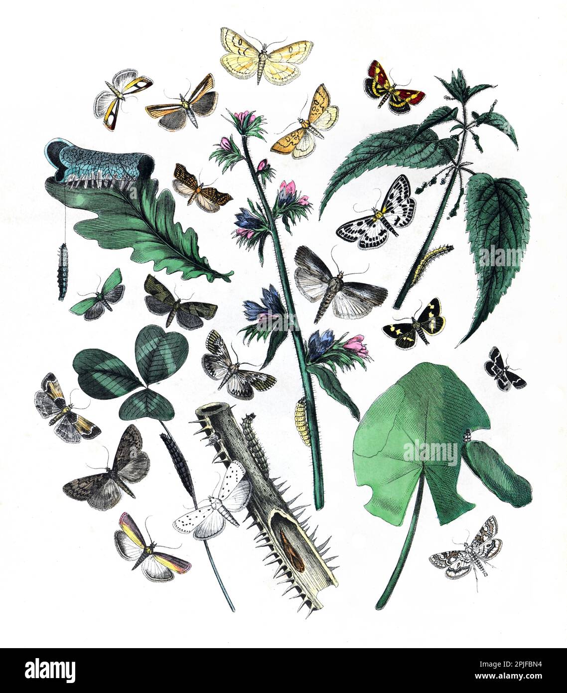 Lepidoptera Illustration. butterfly poster. vintage textile pattern ...