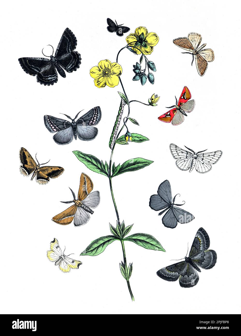 Lepidoptera Illustration. butterfly poster. vintage textile pattern ...