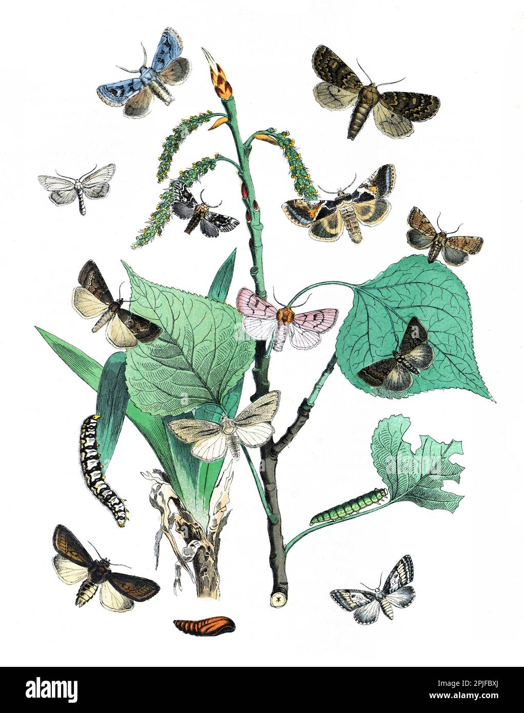 Lepidoptera Illustration. butterfly poster. vintage textile pattern ...