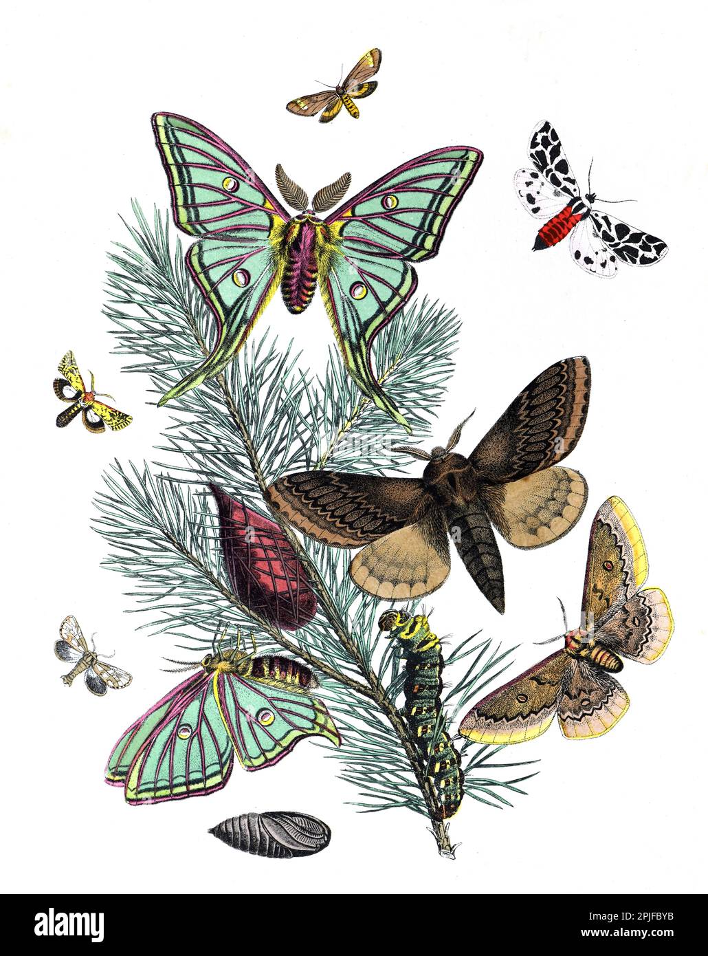 Lepidoptera Illustration. butterfly poster. vintage textile pattern ...