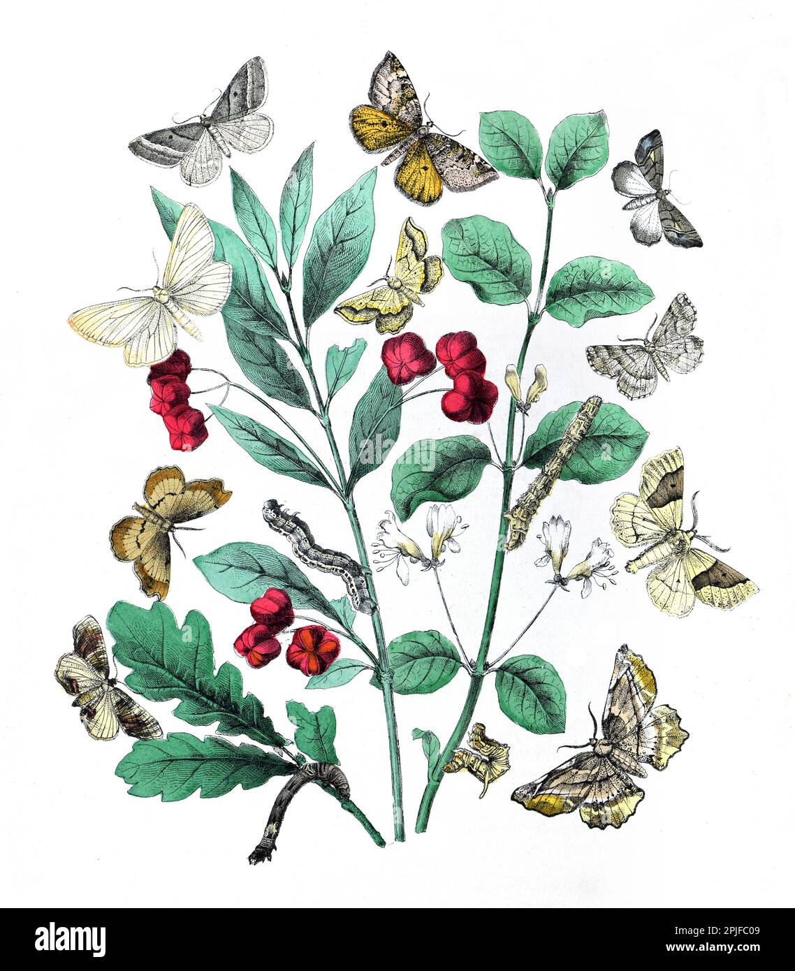 Lepidoptera Illustration. butterfly poster. vintage textile pattern ...