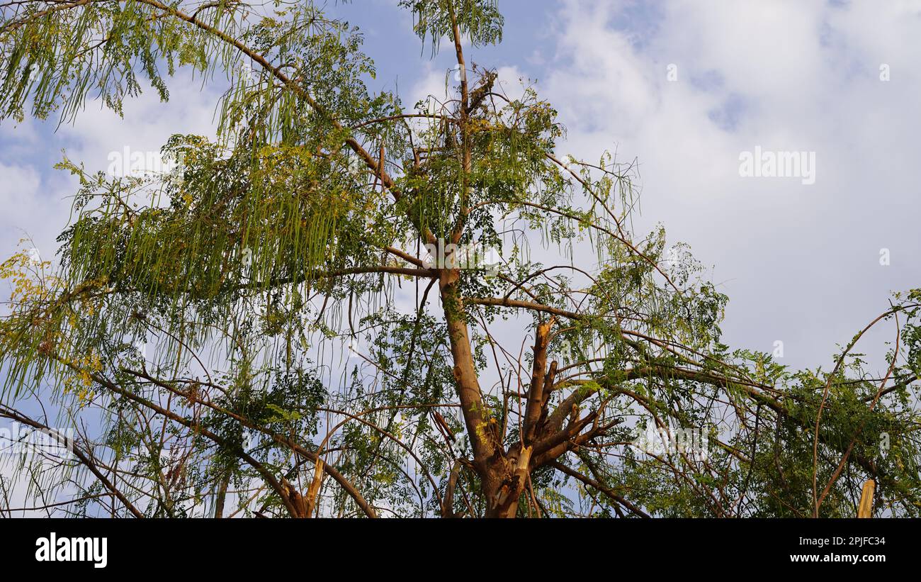 Healthy green vegan super food. Hanging Fresh harvested organic Moringa ...