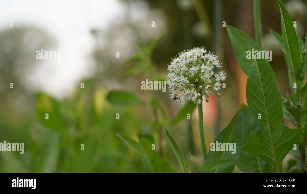 Blooming onion flower head in the garden. Agricultural background ...