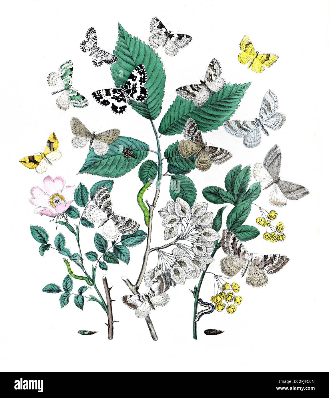 Lepidoptera Illustration. butterfly poster. vintage textile pattern ...