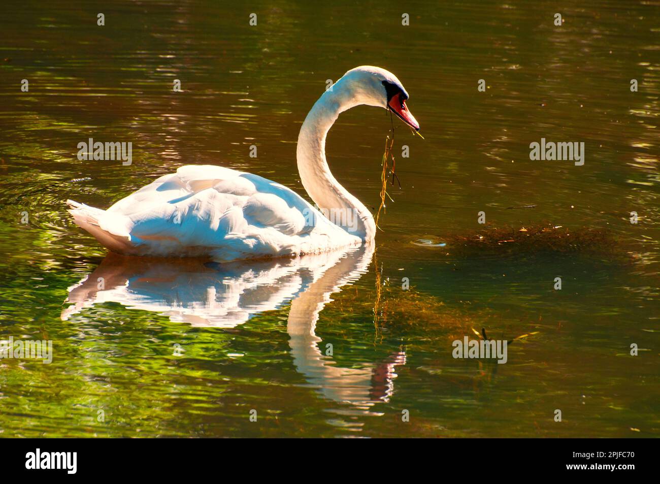 Environment for the visiting species of birds is important for their ...