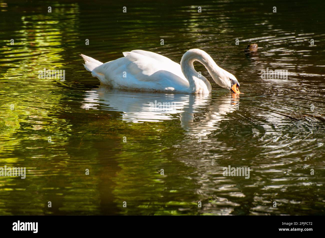 Environment for the visiting species of birds is important for their ...