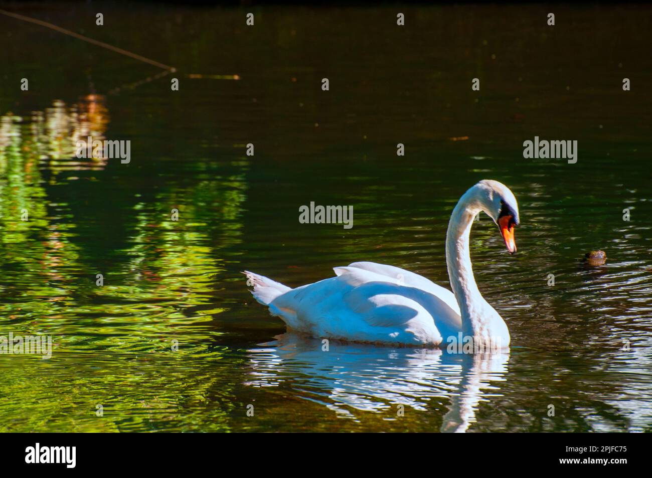 Environment for the visiting species of birds is important for their ...