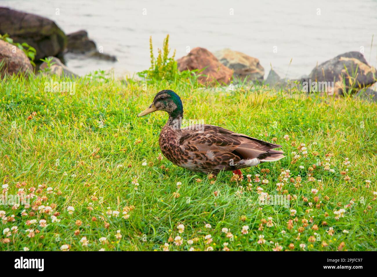Environment for the visiting species of birds is important for their ...