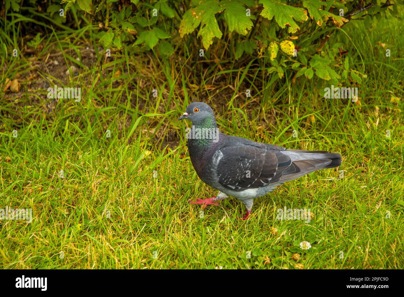 Environment for the visiting species of birds is important for their ...