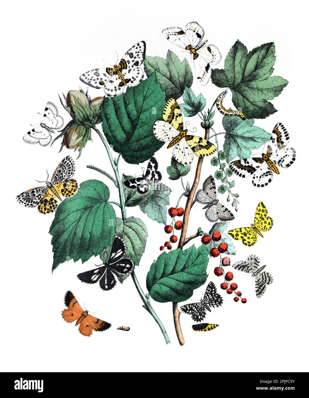 Lepidoptera Illustration. butterfly poster. vintage textile pattern ...