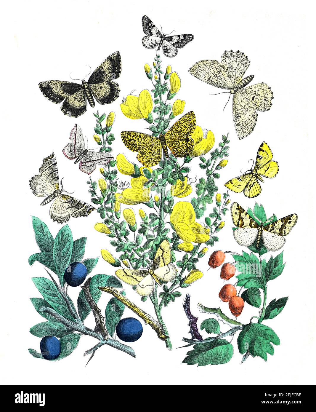 Lepidoptera Illustration. butterfly poster. vintage textile pattern ...