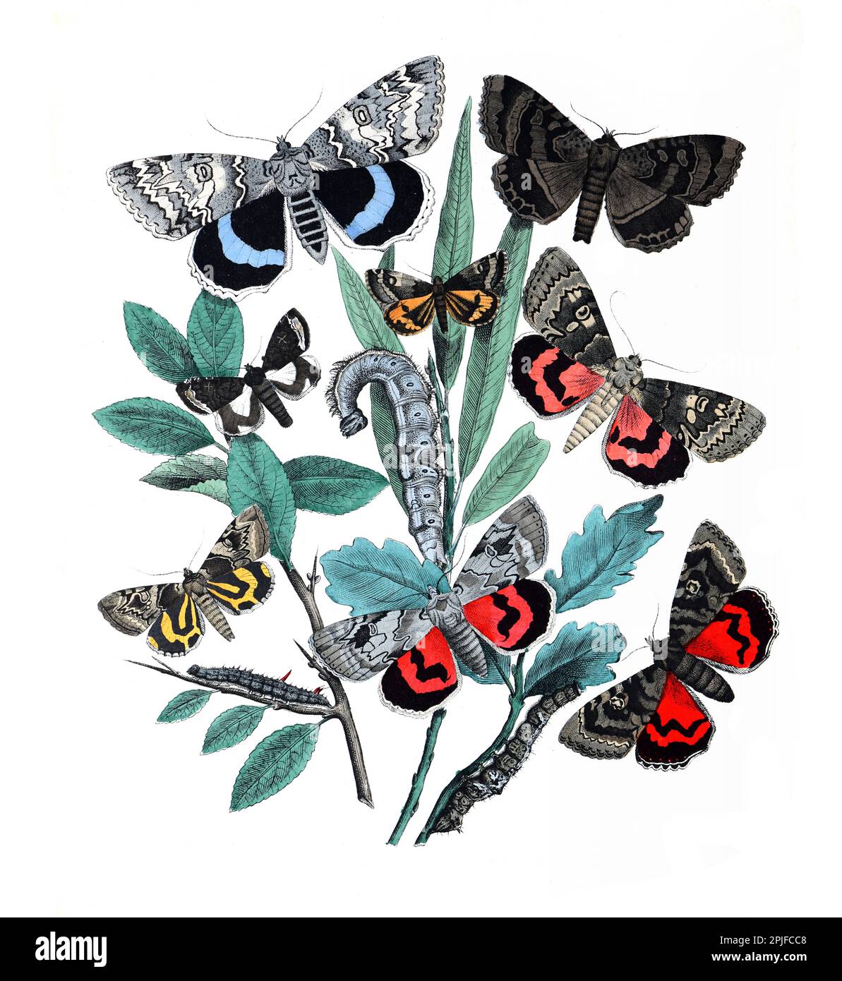 Lepidoptera Illustration. butterfly poster. vintage textile pattern ...