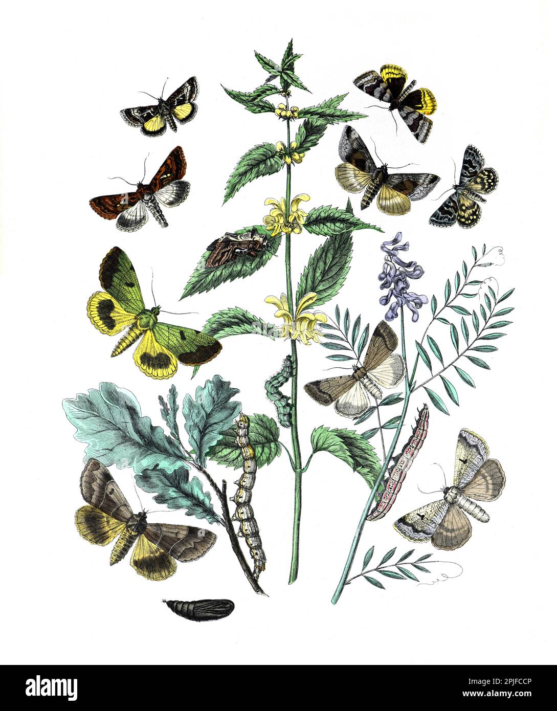 Lepidoptera illustration hi-res stock photography and images - Alamy