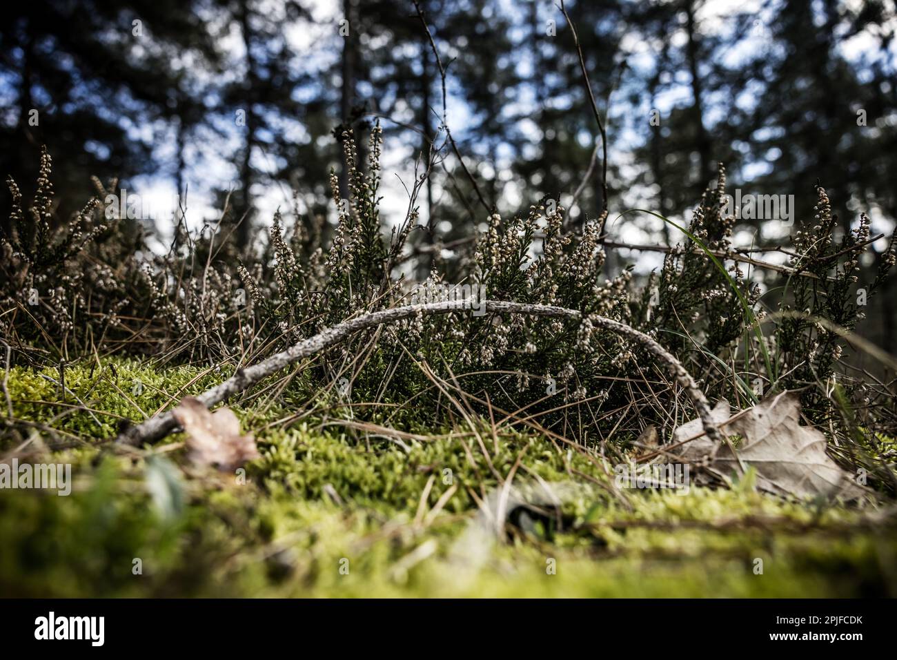 BERGEN - De Maasduinen National Park. The forest and heath area ...
