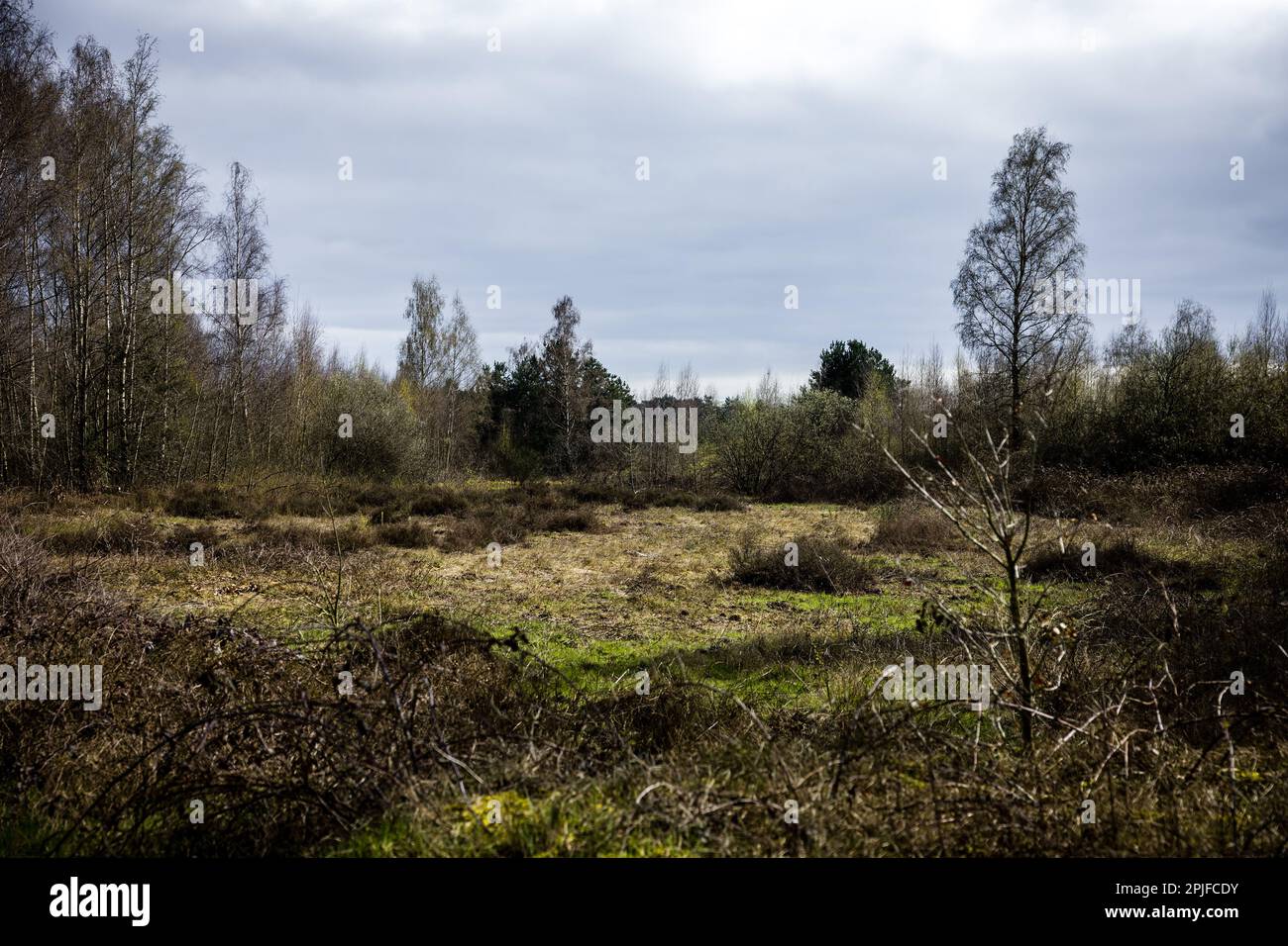 BERGEN - De Maasduinen National Park. The forest and heath area ...