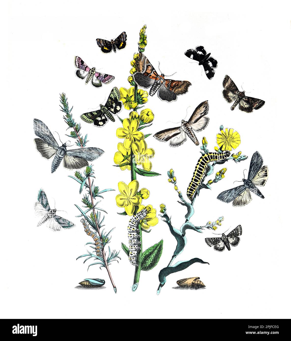Lepidoptera illustration hi-res stock photography and images - Alamy