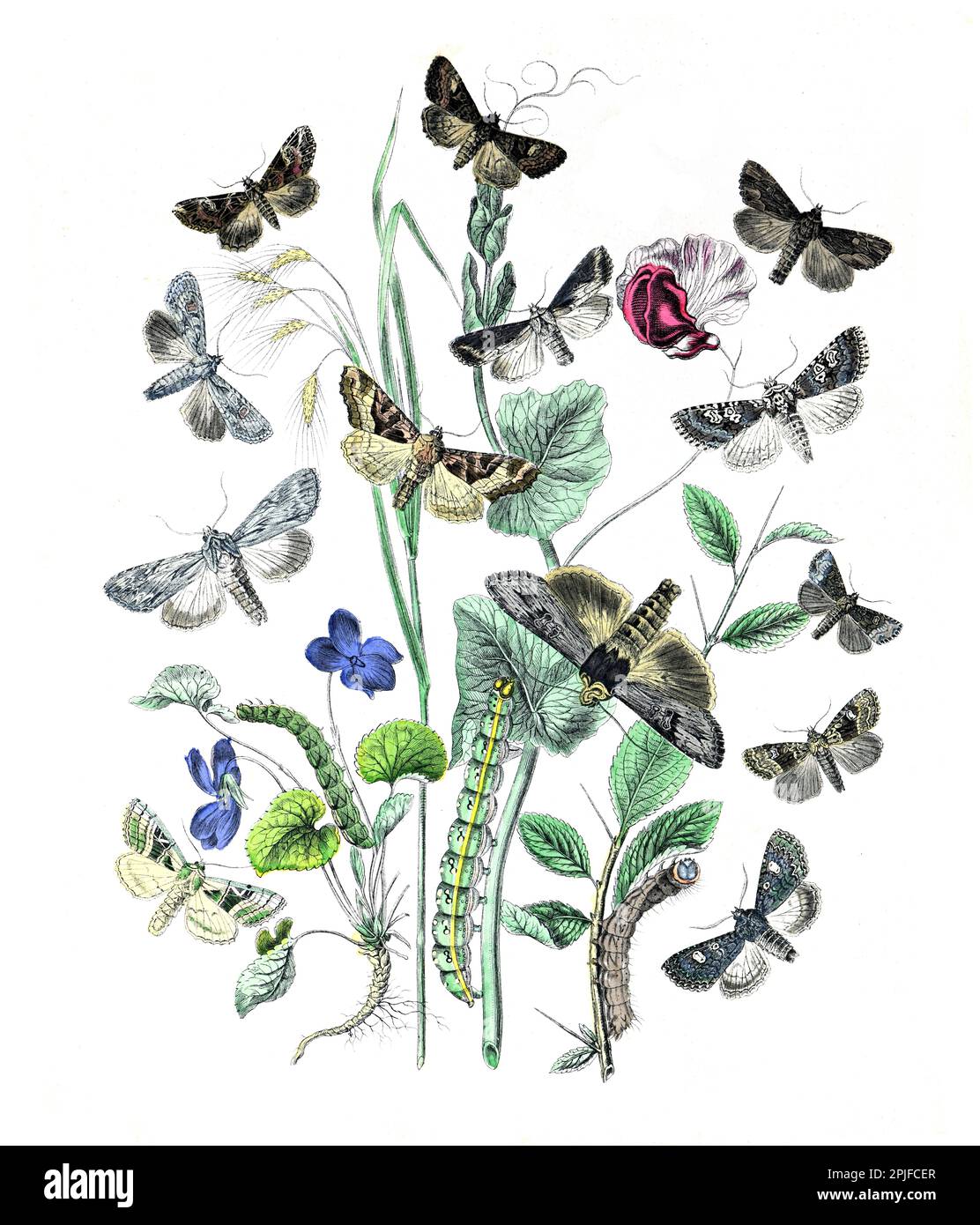 Lepidoptera Illustration. butterfly poster. vintage textile pattern ...