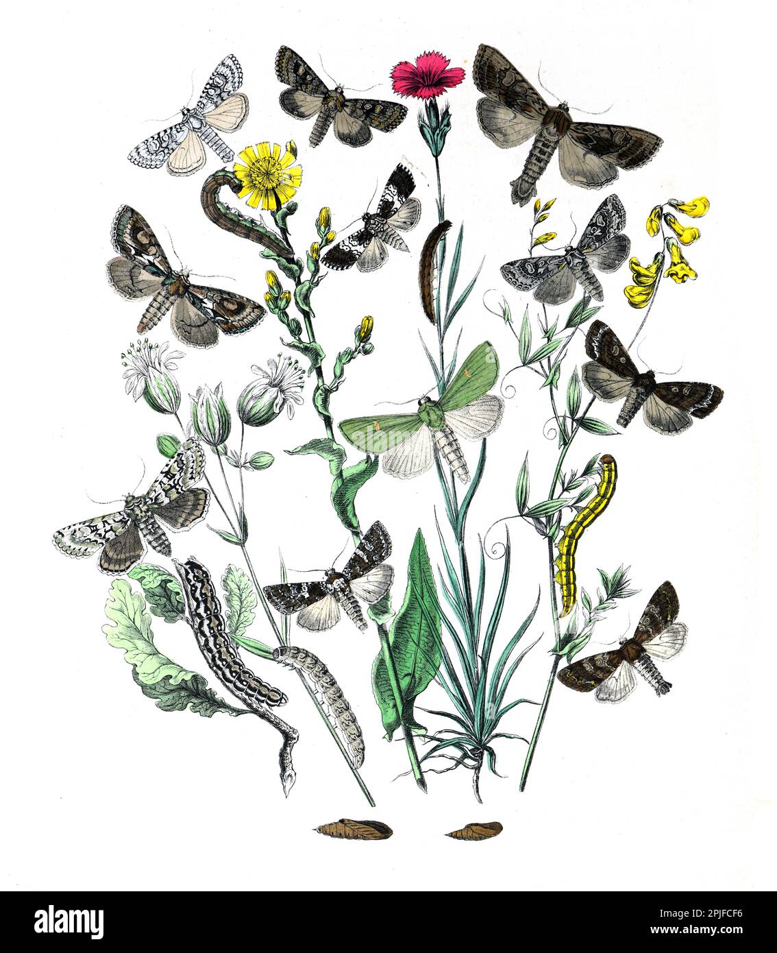 Lepidoptera Illustration. butterfly poster. vintage textile pattern ...